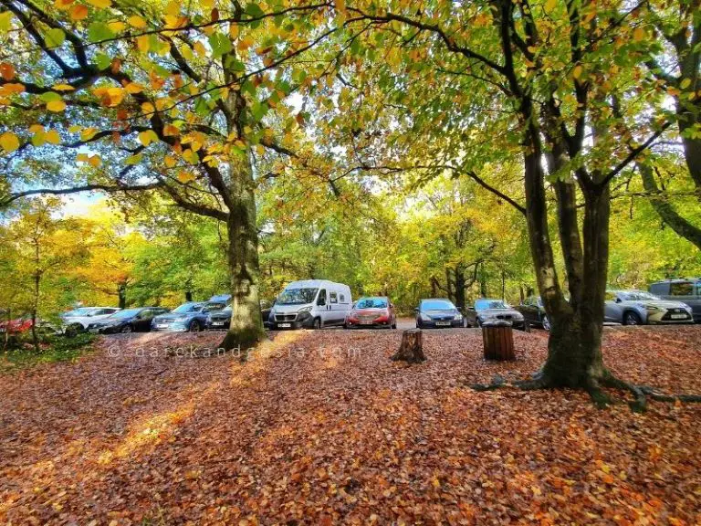 Burnham Beeches walks - England's Top Ancient Woodland!