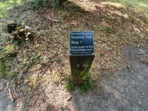 Burnham Beeches walks - England's Top Ancient Woodland!