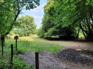 Best forests near London to visit - Top 23 woods near me!