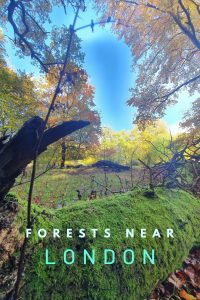 Best forests near London to visit - Top 23 woods near me!