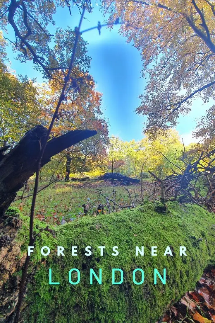 Best forests near London to visit - Top 23 woods near me!