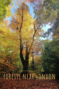 Best forests near London to visit - Top 23 woods near me!