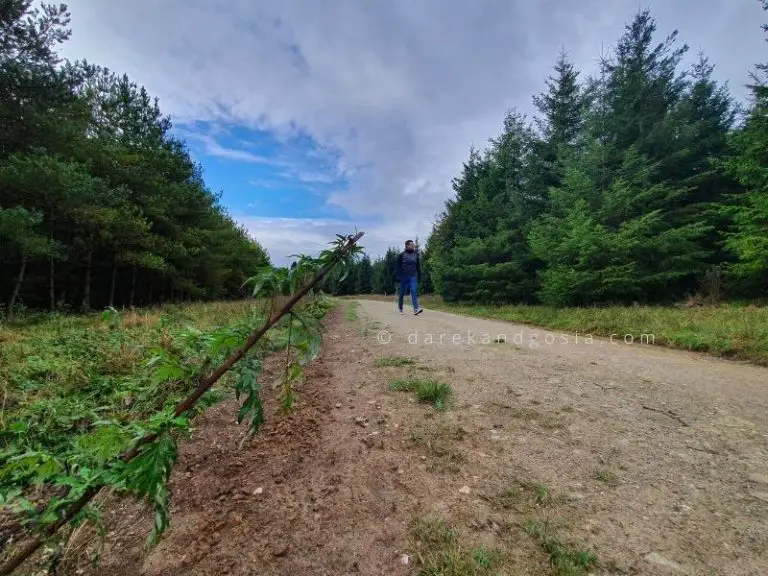 Best forests near London to visit - Top 23 woods near me!