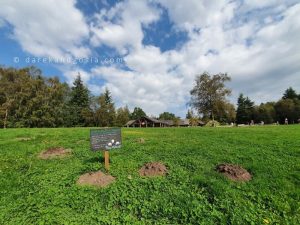 Best forests near London to visit - Top 23 woods near me!