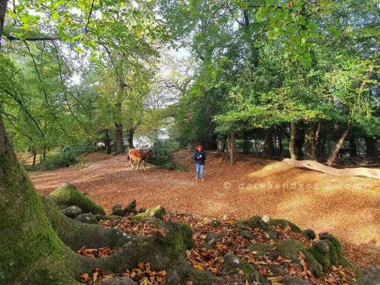 What to do in the New Forest? Top 20 must-visit places!