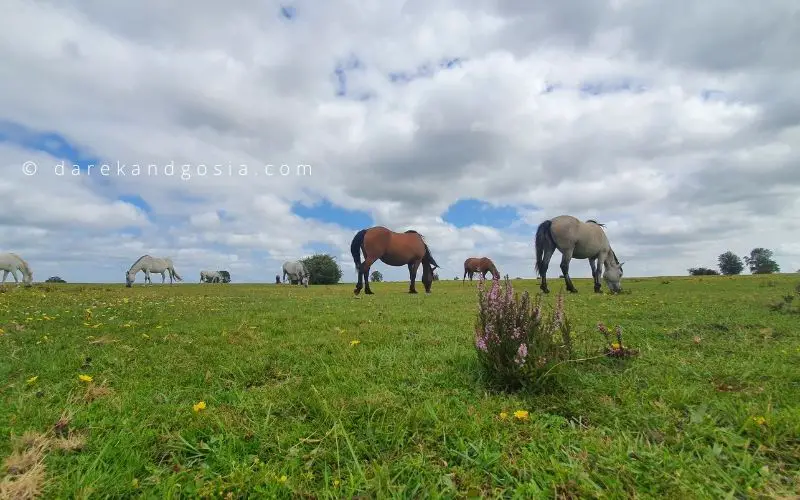 What to do in the New Forest? Top 20 must-visit places!