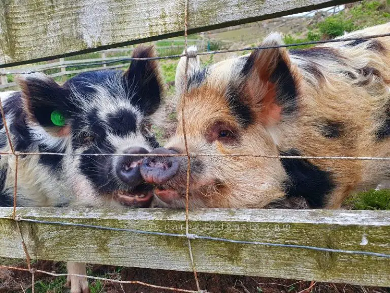 Is Land's End in Cornwall worth a visit? Yes, it's only a few quid!
